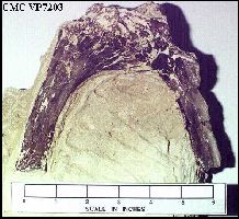 Pteranodon dig -1996